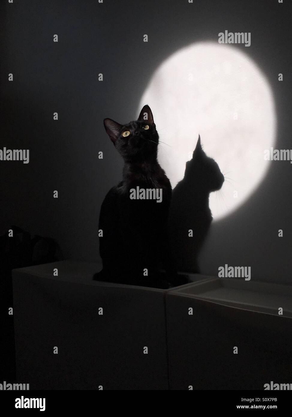 A black kitten musing over birds midmorning Stock Photo - Alamy