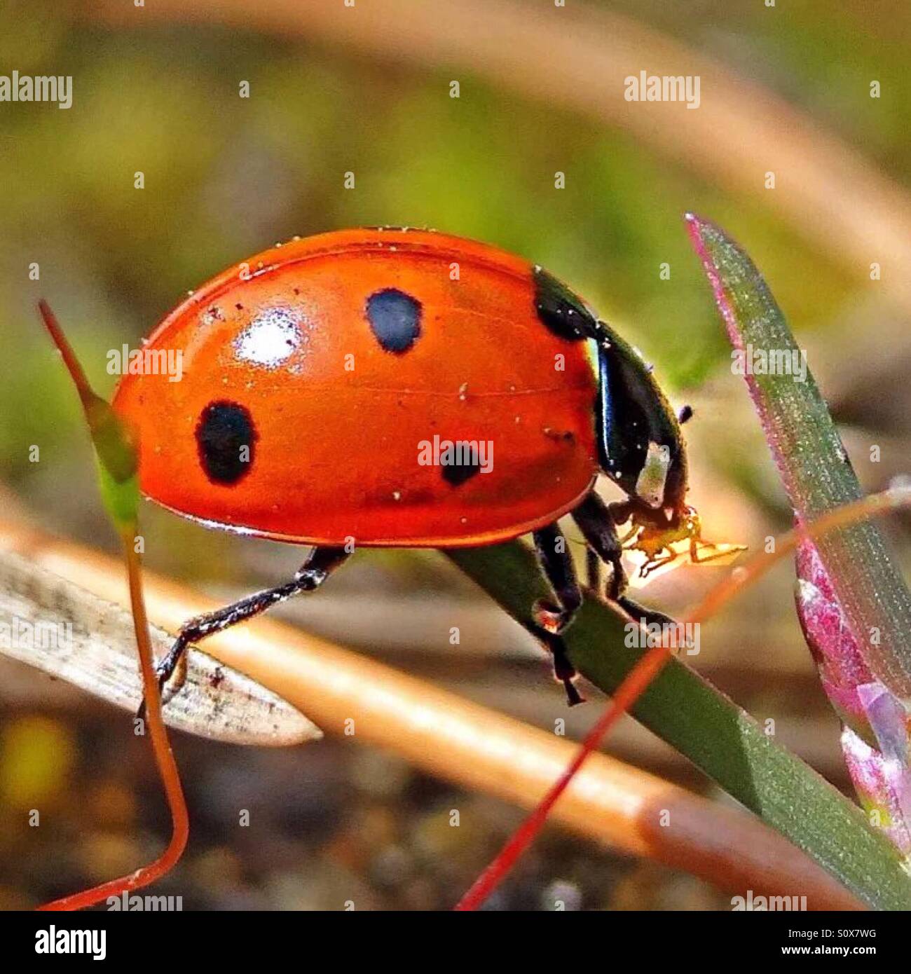 Good bug hi-res stock photography and images - Alamy
