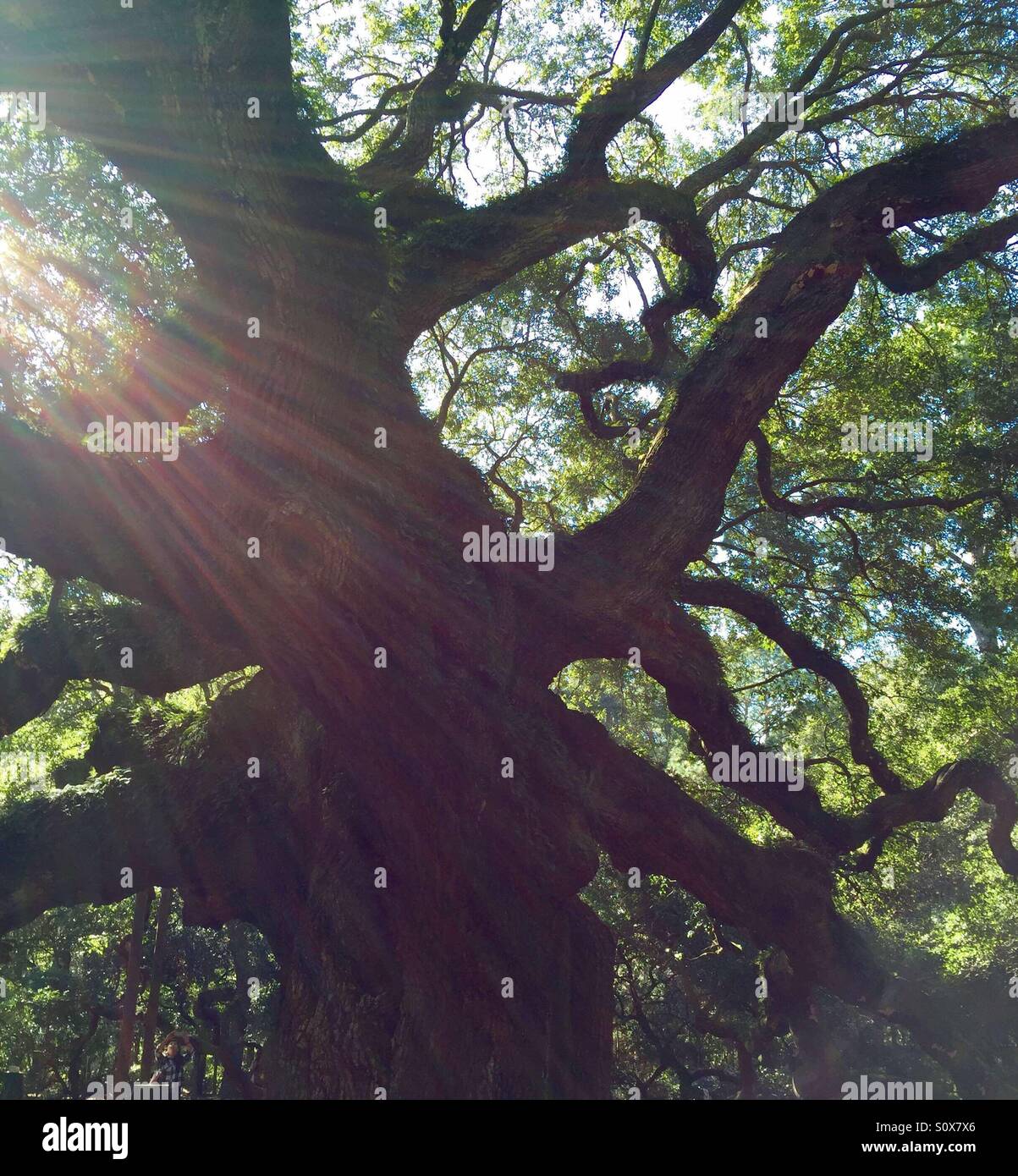 God oak hi-res stock photography and images - Alamy