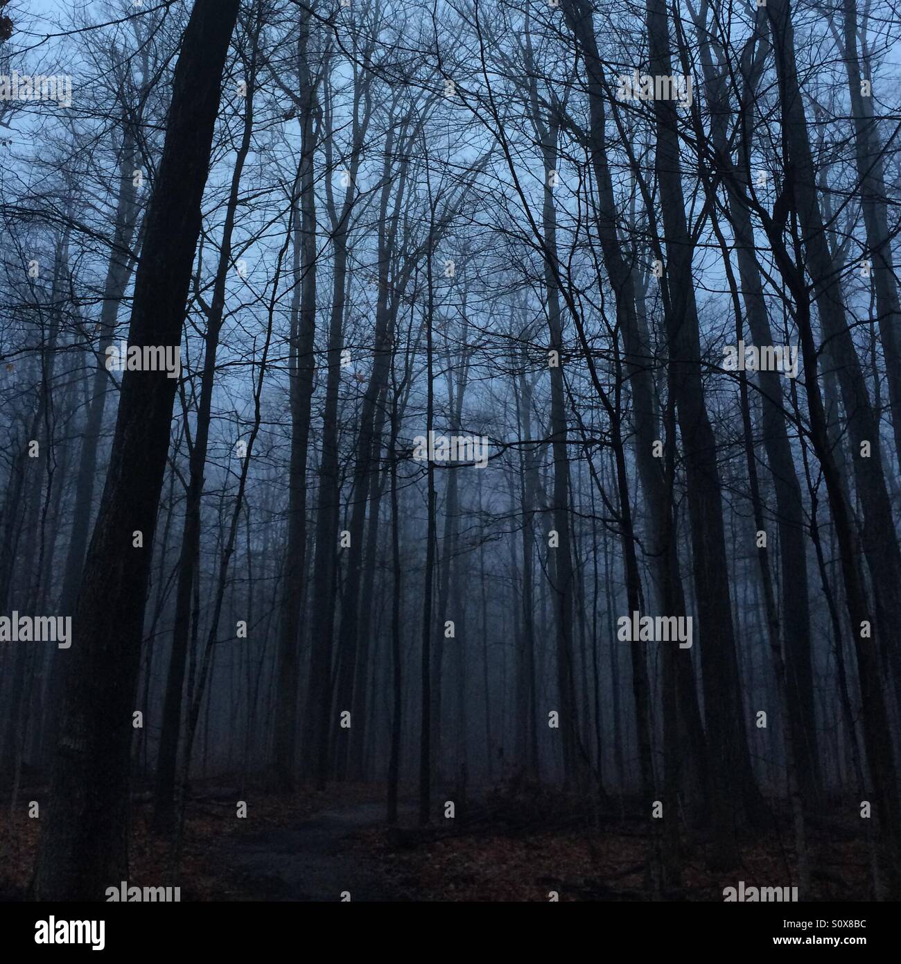 Gloomy nature hi-res stock photography and images - Alamy