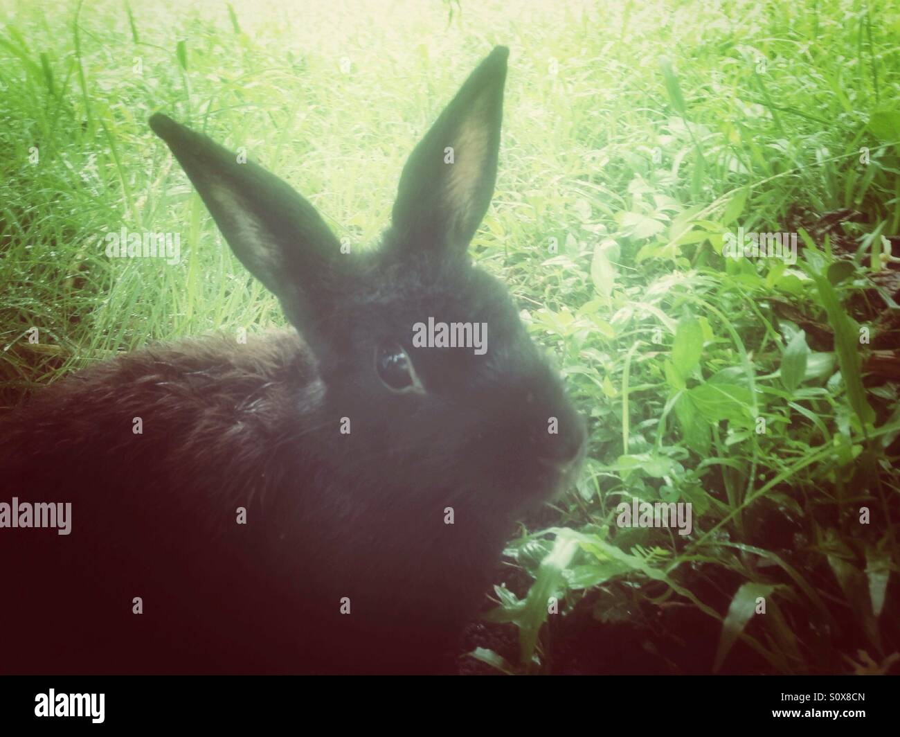 Rabbit in the rain hi-res stock photography and images - Alamy
