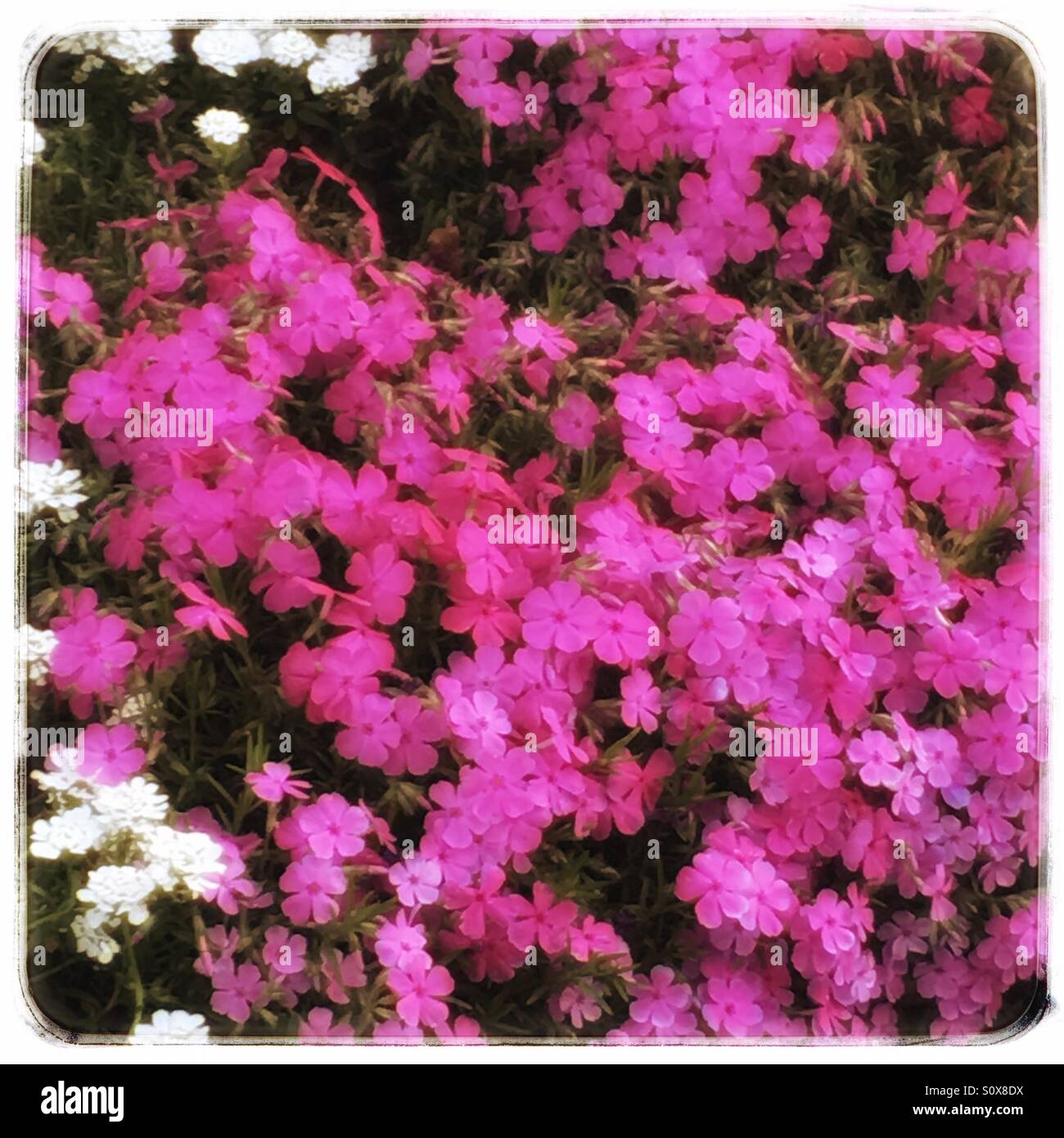 Pink periwinkle hi-res stock photography and images - Alamy