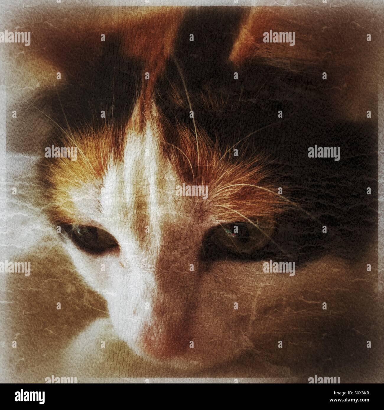 Miss calico hi-res stock photography and images - Alamy