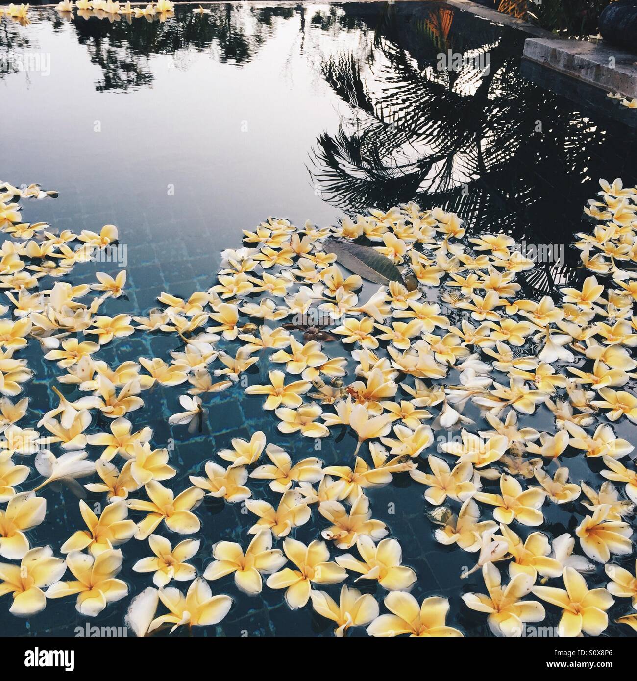 Pool flowers floating hi-res stock photography and images - Alamy