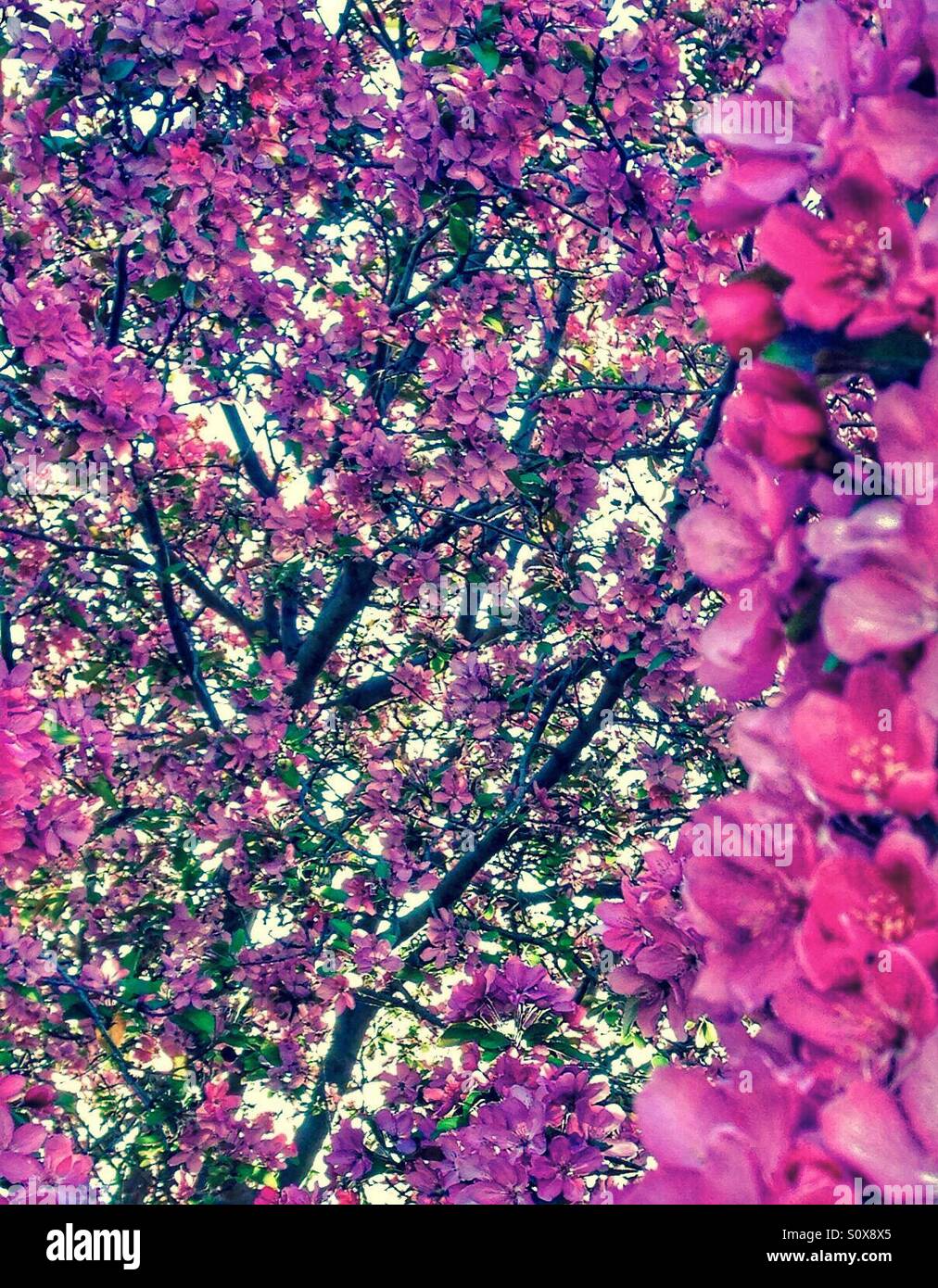 Myrtle tree branches hi-res stock photography and images - Alamy