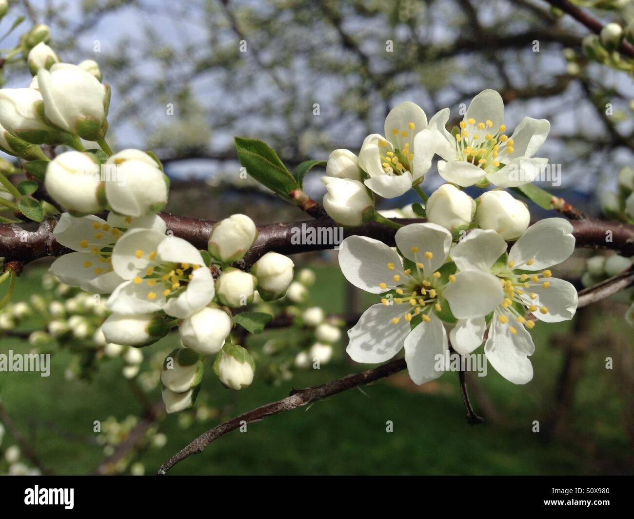 Bitter Cherry High Resolution Stock Photography and Images - Alamy