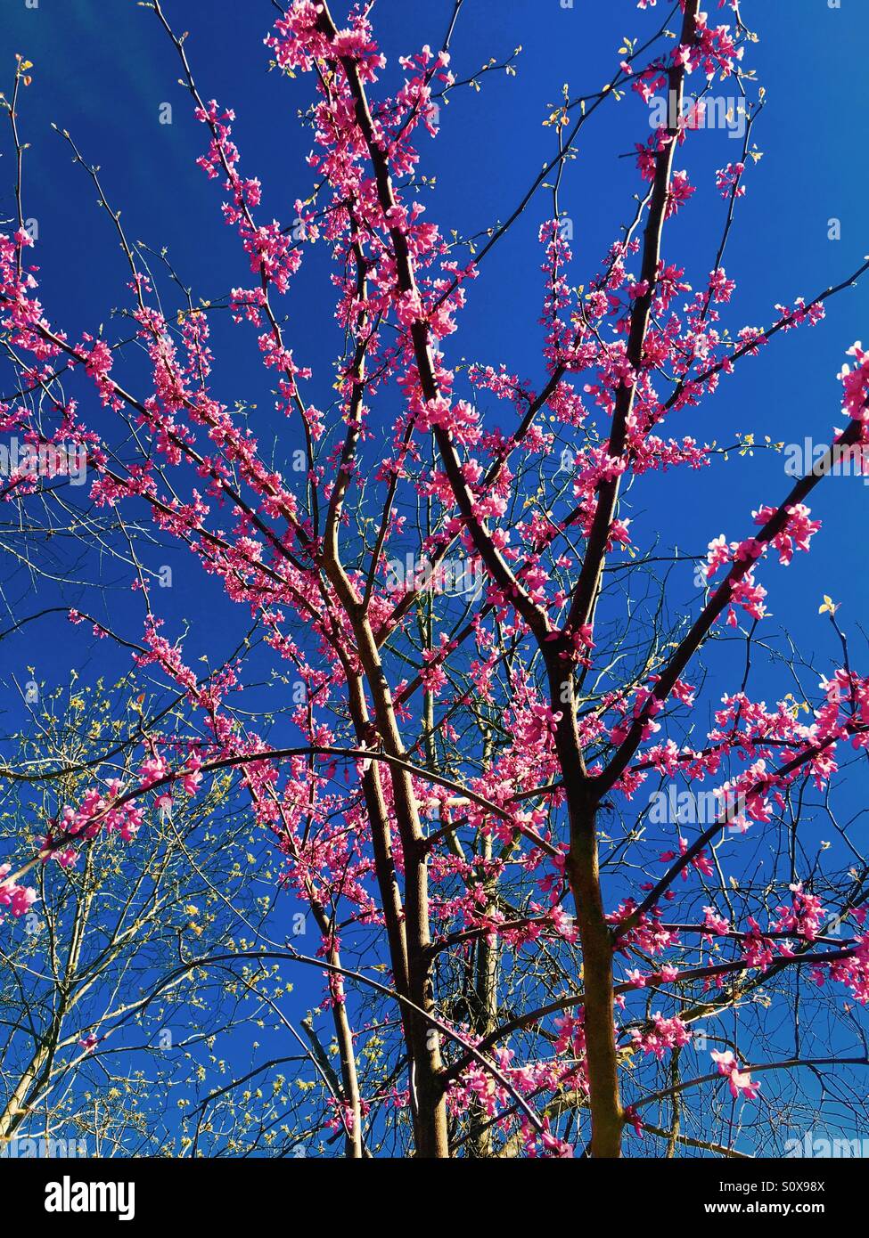 Spring time blooming tree Stock Photo - Alamy