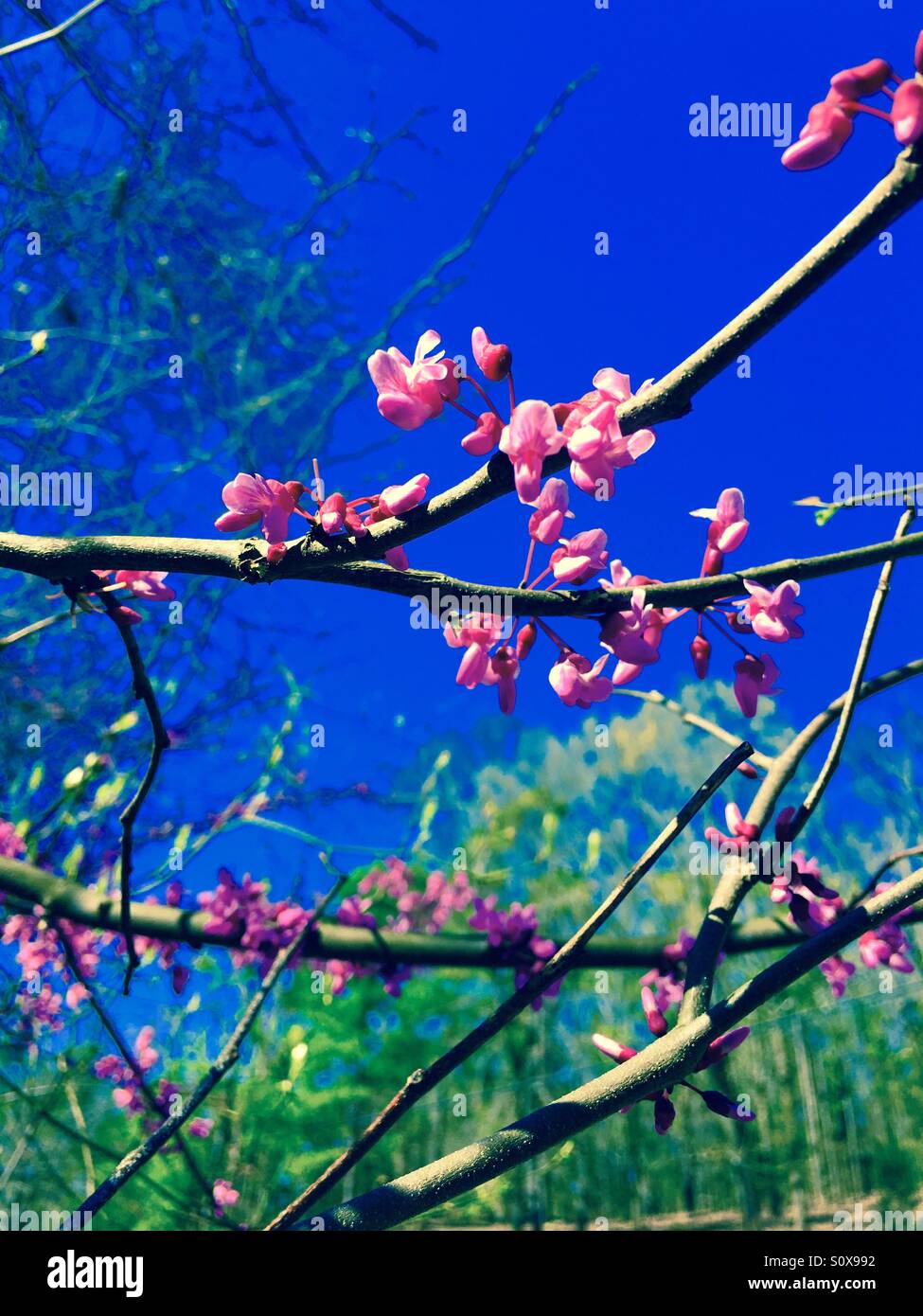 Pretty pink tree branch Stock Photo - Alamy