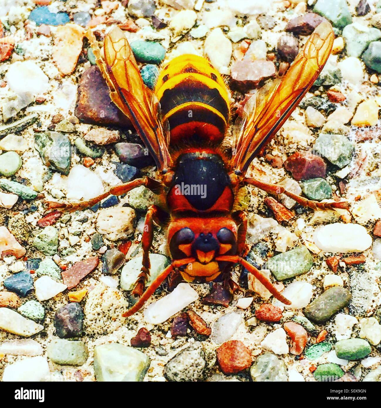 Dangerous encounter hi-res stock photography and images - Alamy