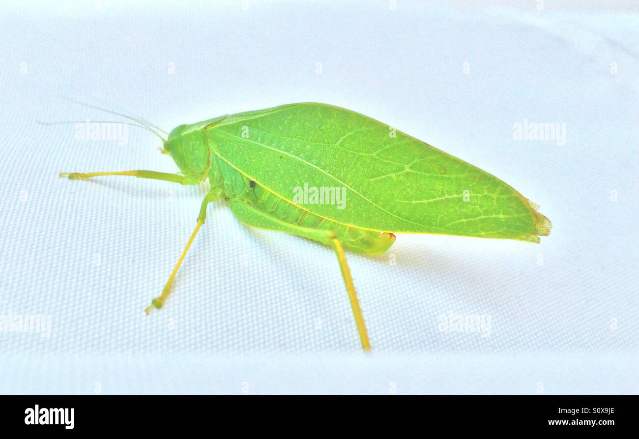 Green colour insect hi-res stock photography and images - Alamy