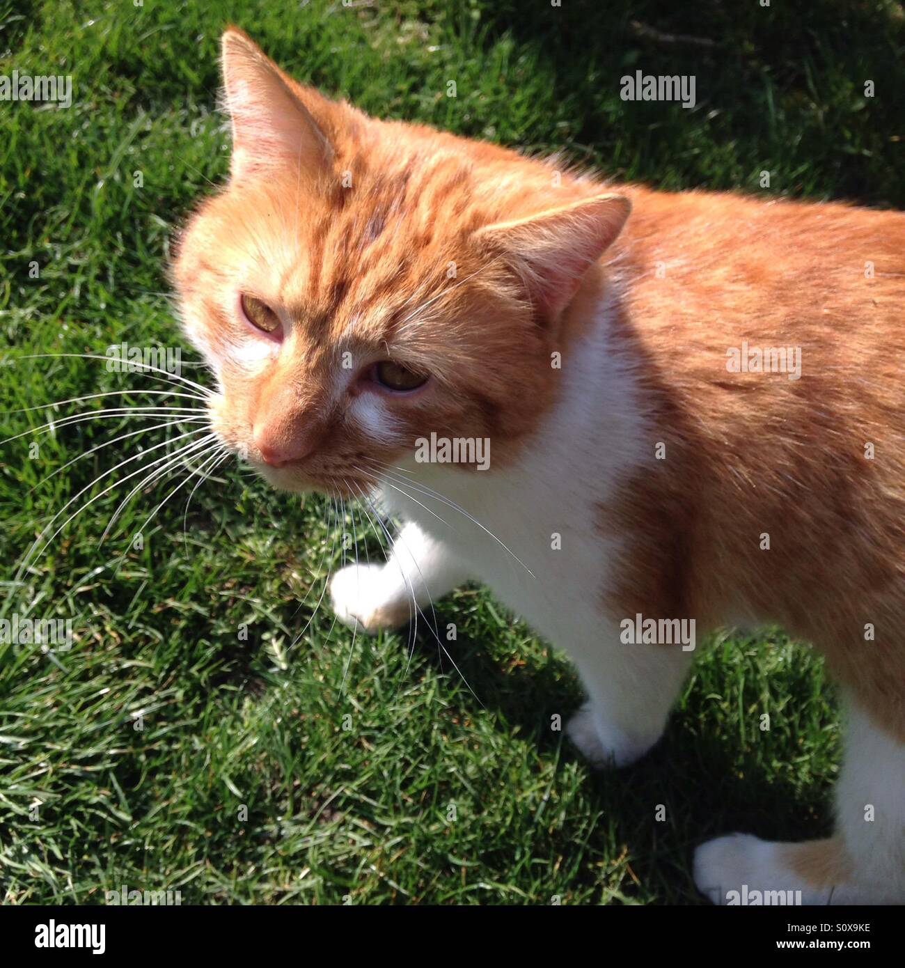 Red white tom cat hi-res stock photography and images - Alamy