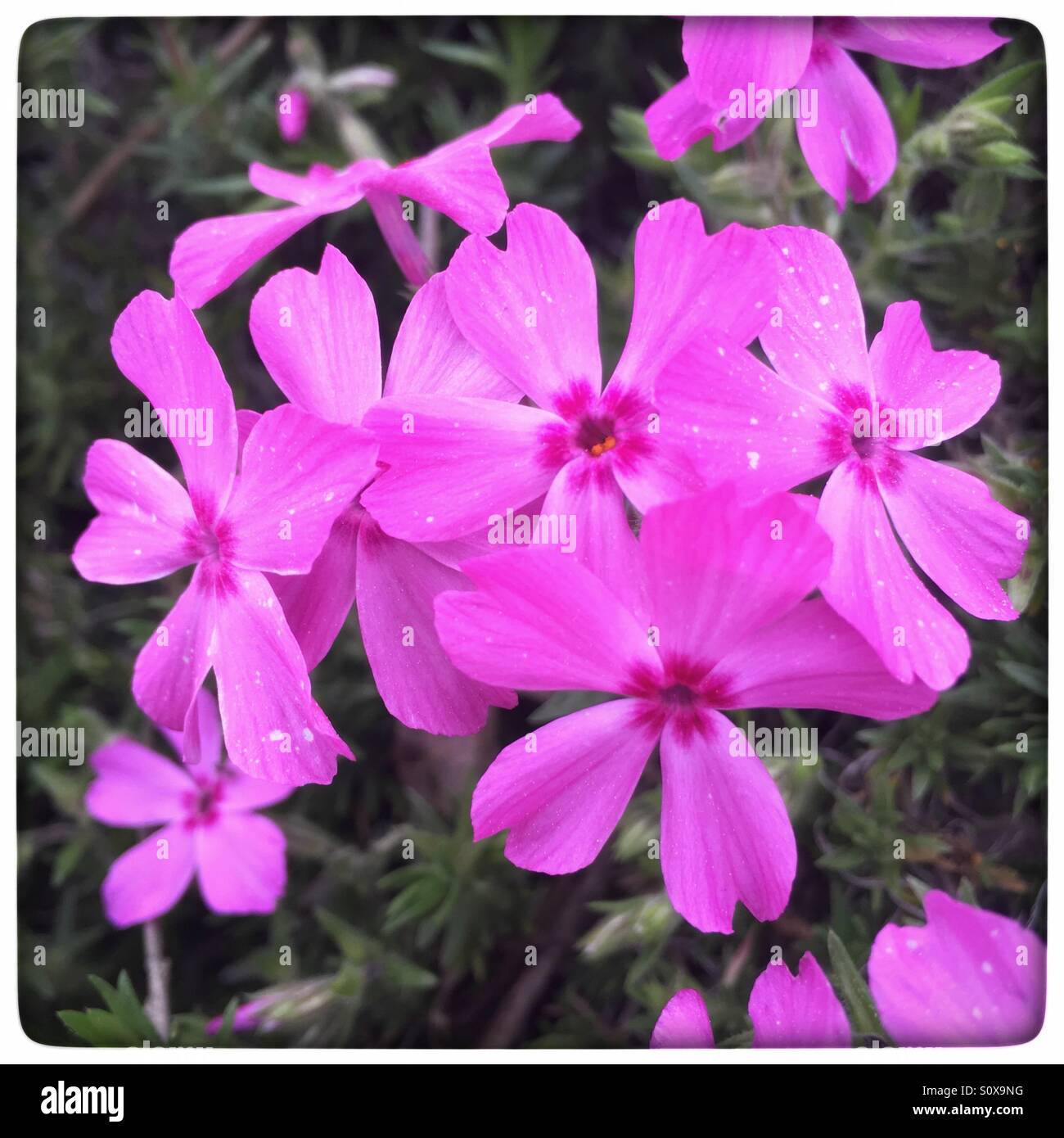 Periwinkles hi-res stock photography and images - Alamy
