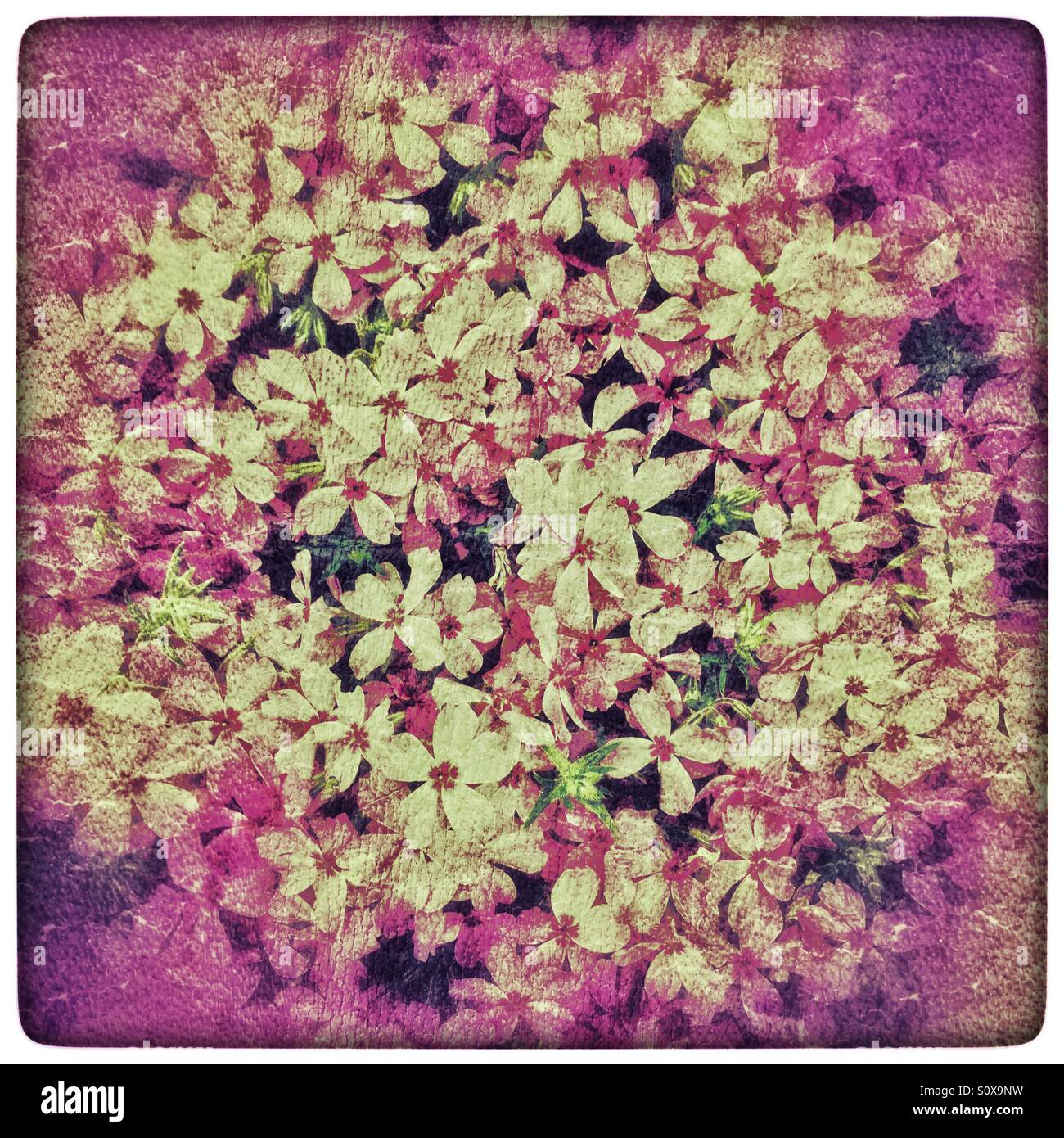 Group of periwinkles hi-res stock photography and images - Alamy