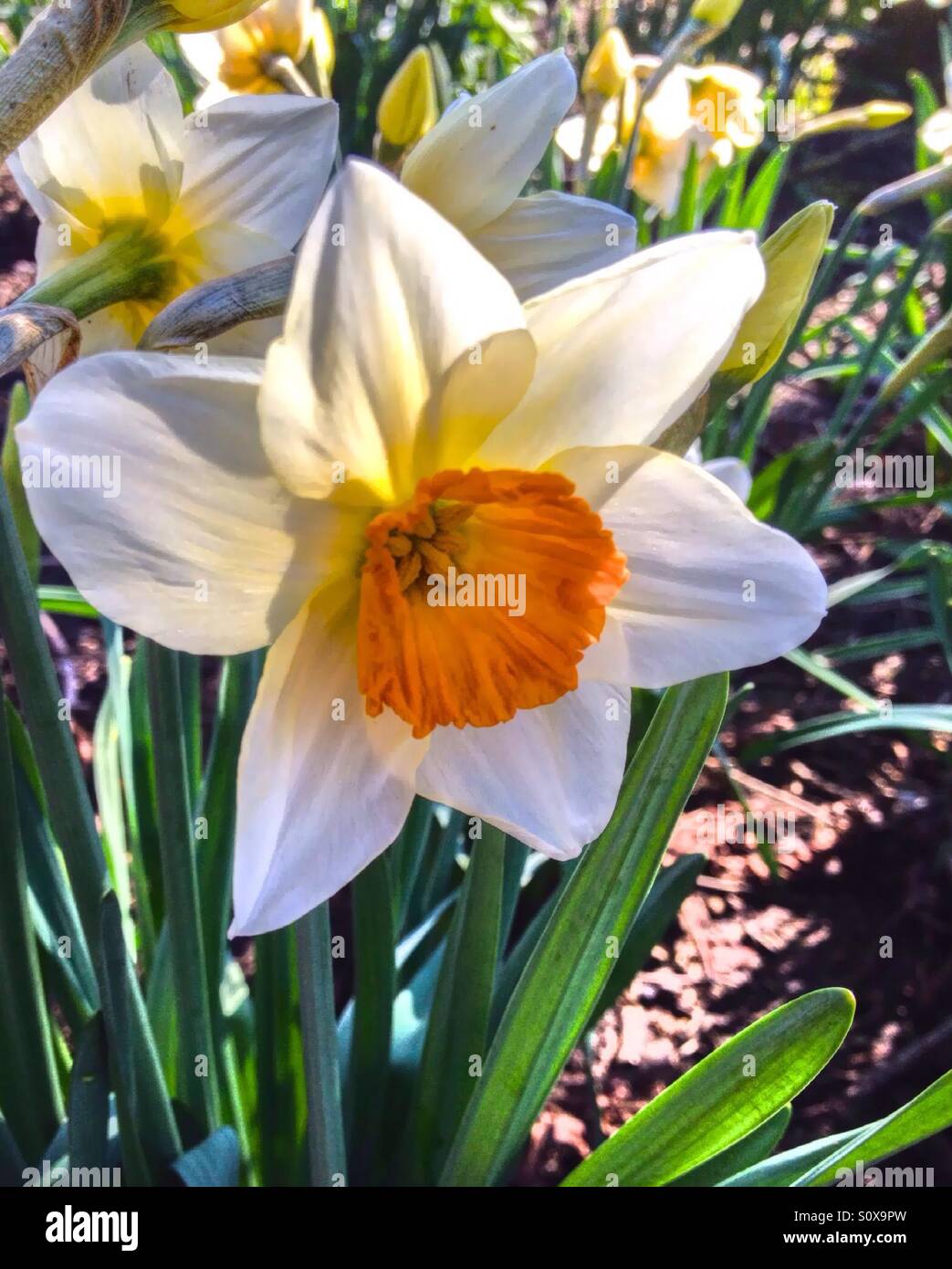 Daffodil stem hi-res stock photography and images - Alamy