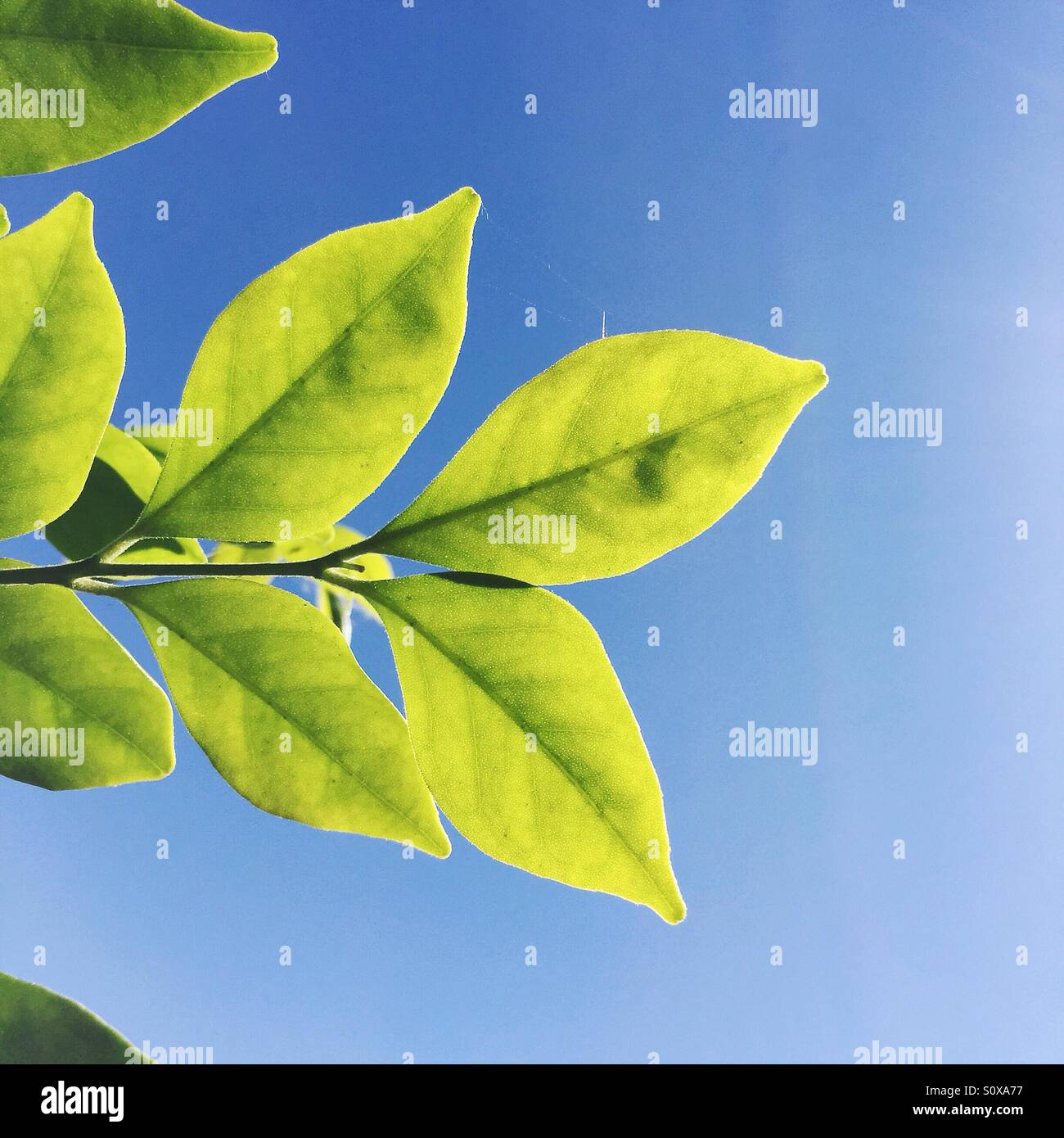 Beautiful green tree branch Stock Photo - Alamy