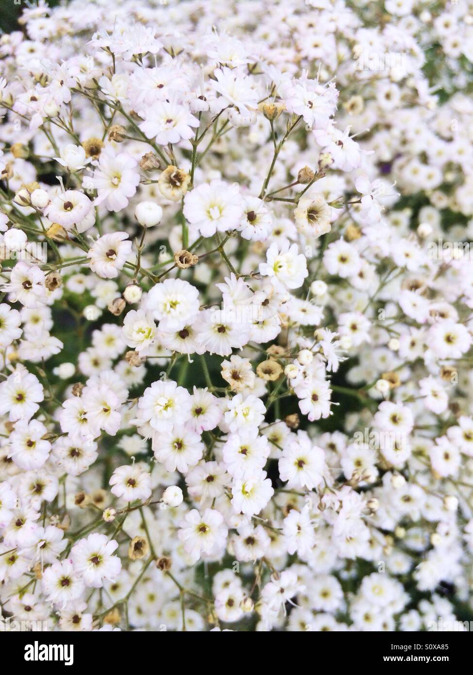 White flowers blooms hi-res stock photography and images - Alamy
