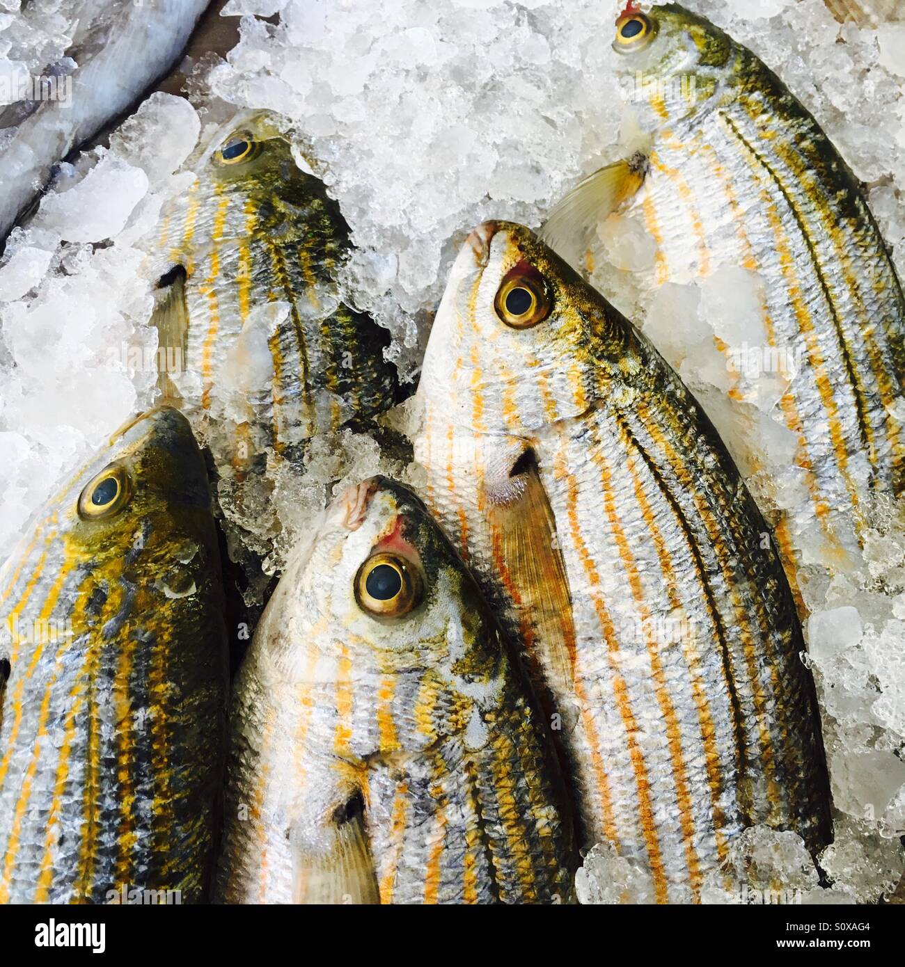 Fresh fish on ice Stock Photo - Alamy