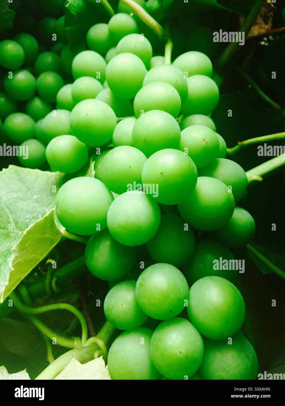 Grapes with fruits hi-res stock photography and images - Alamy