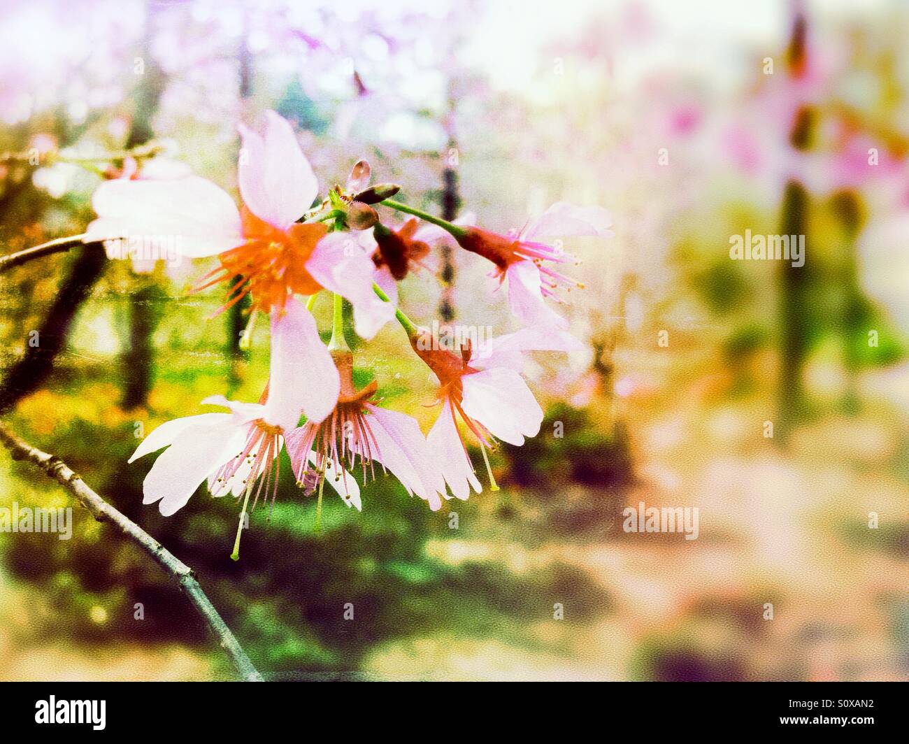 Cherry bell hi-res stock photography and images - Alamy