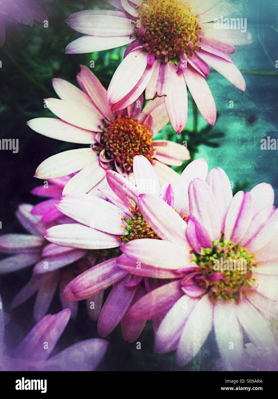 Pink daisy-like flowers Stock Photo - Alamy