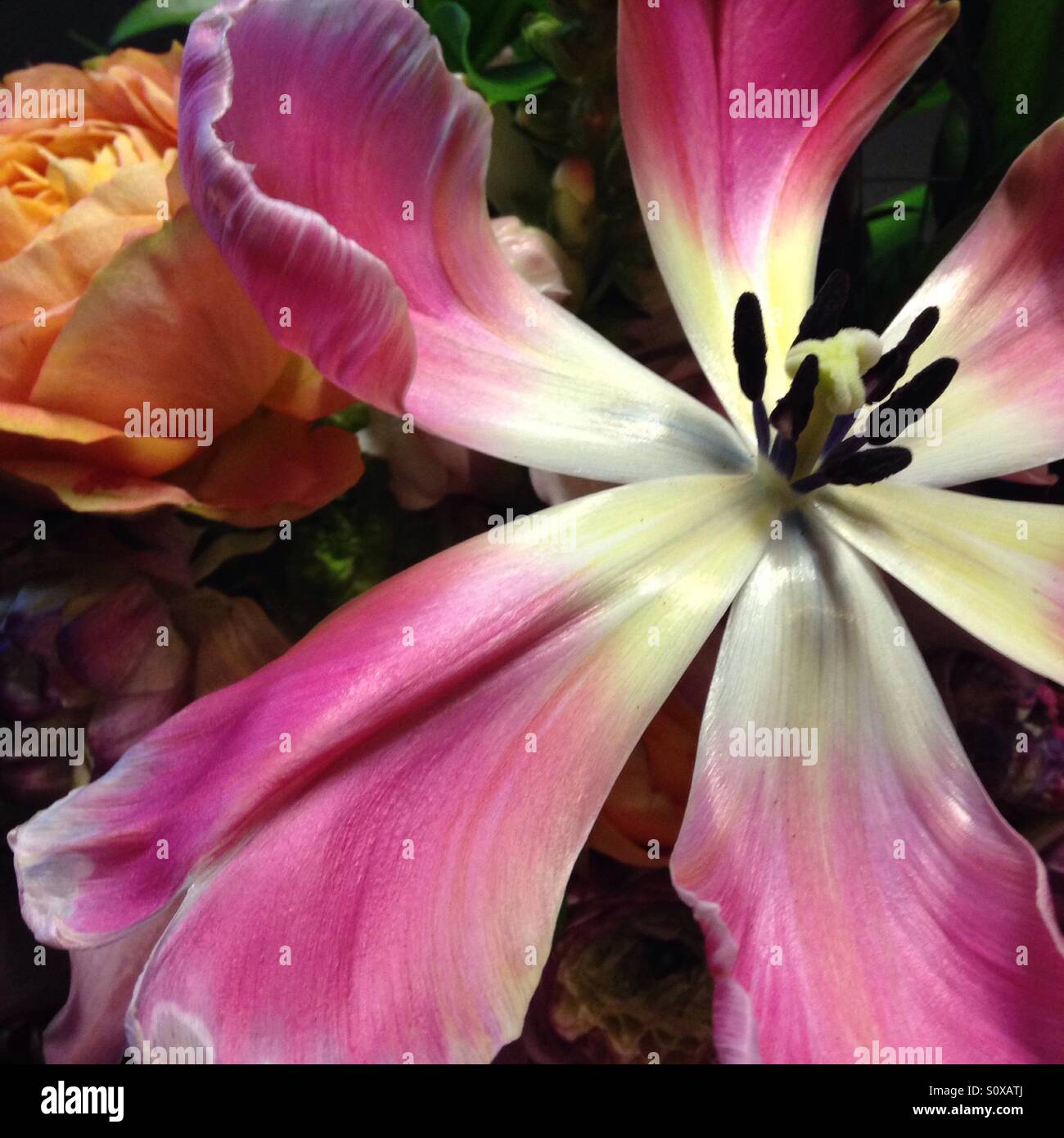 Fully open pink tulip in bouquet Stock Photo - Alamy