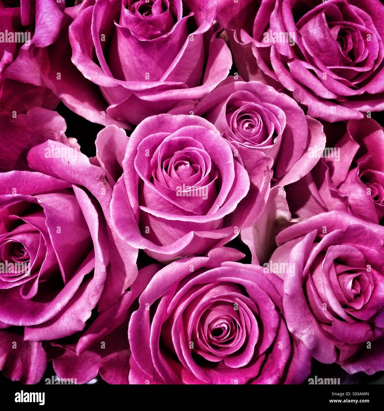 Group of pink roses Stock Photo - Alamy