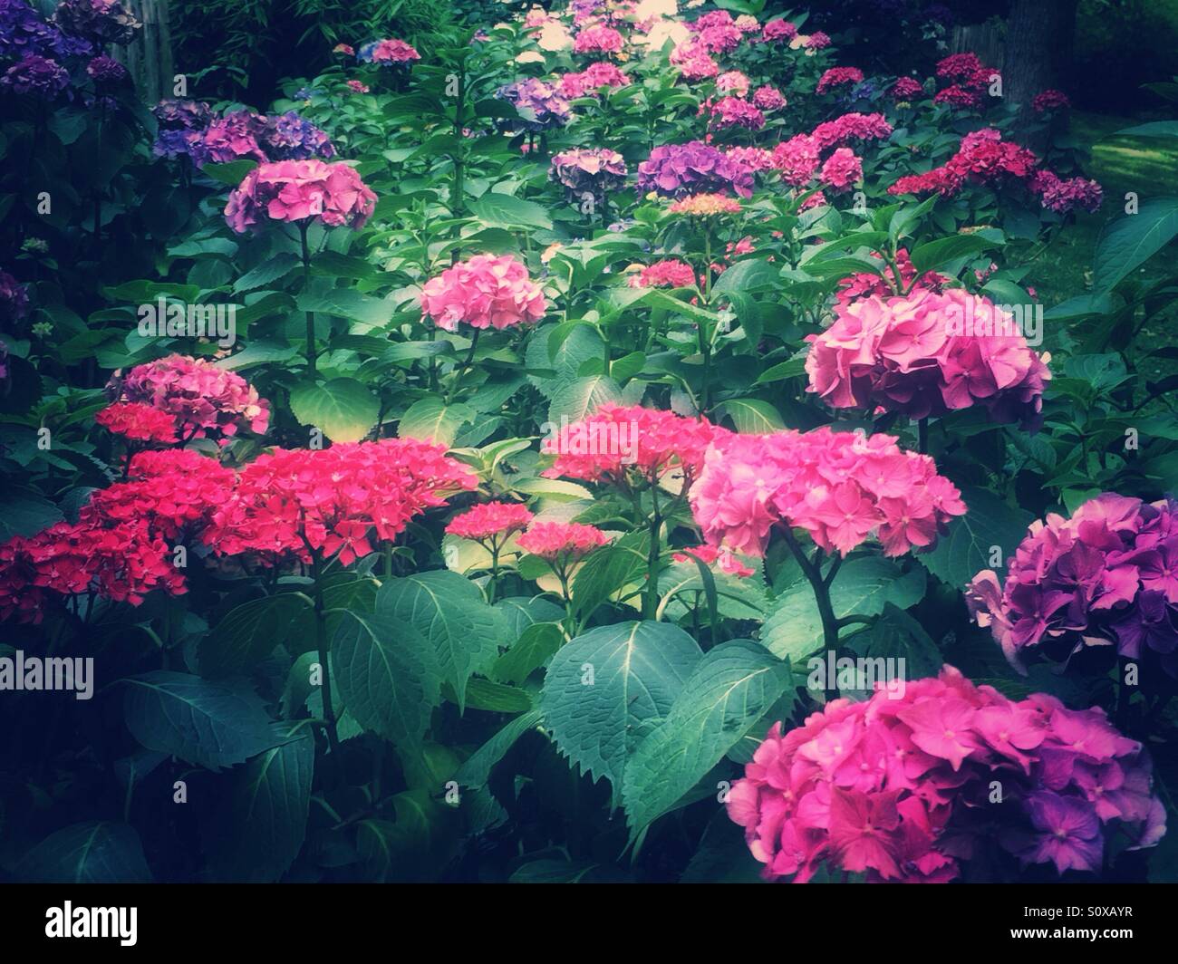 Pink hydrangea flowers hi-res stock photography and images - Alamy