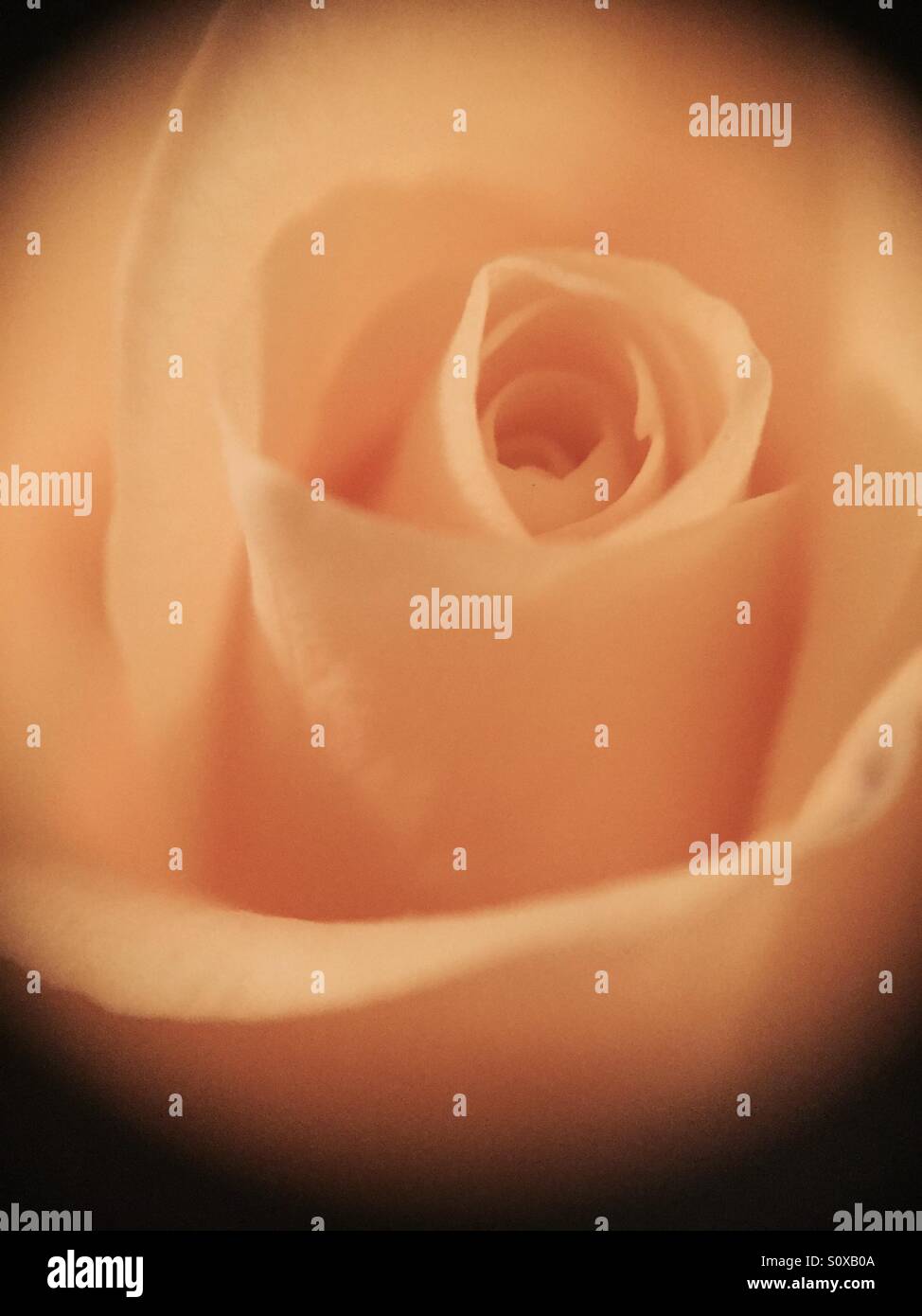 Peach rose hi-res stock photography and images - Alamy