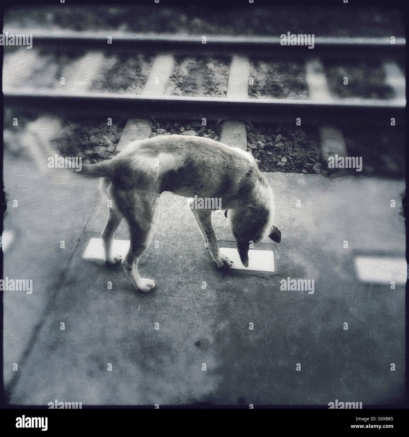 Stray dog beside train track Stock Photo - Alamy