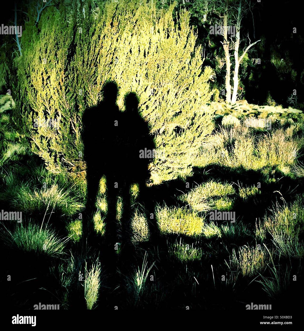 Tree silohette hi-res stock photography and images - Alamy