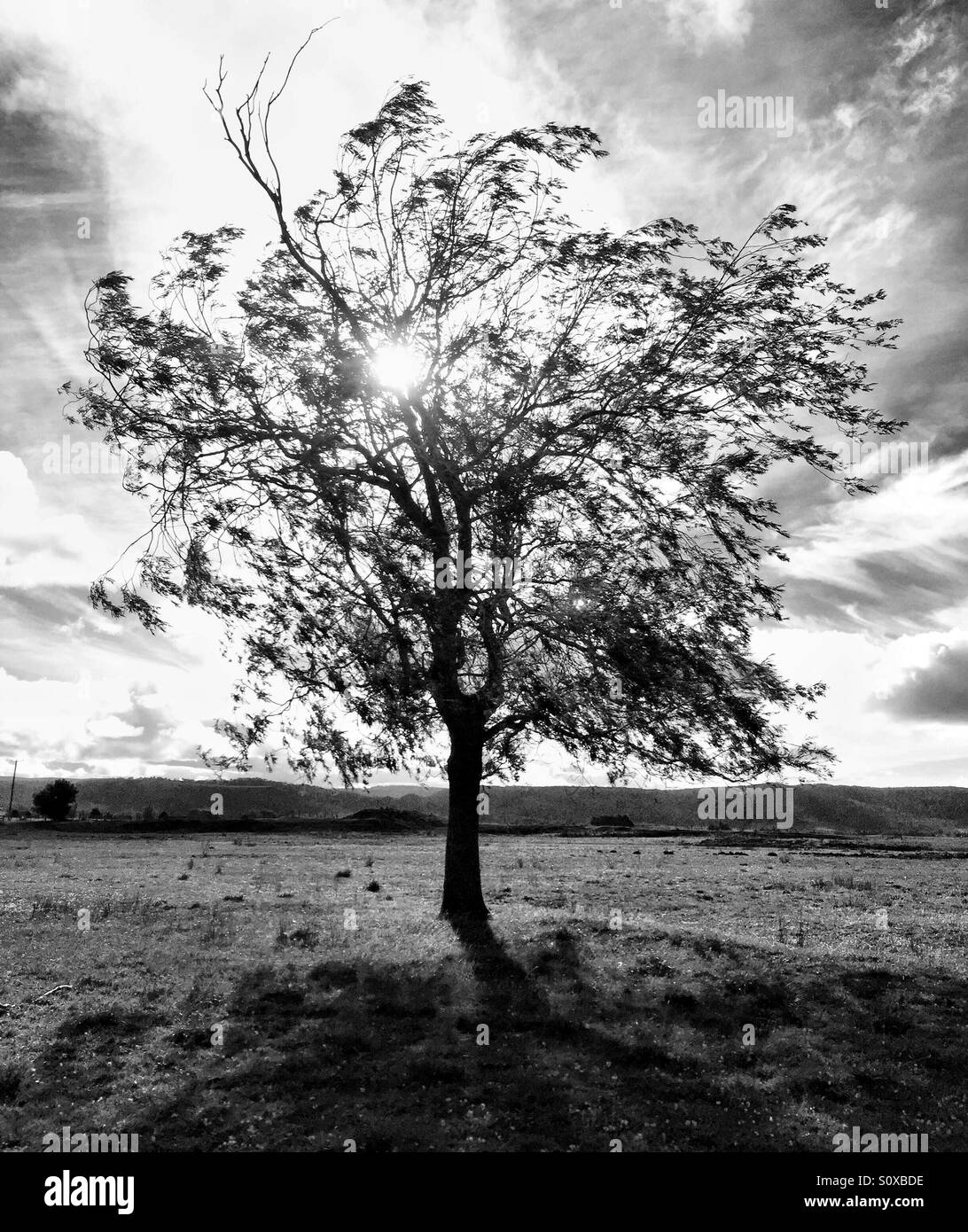 Wind blowing tree Black and White Stock Photos & Images - Alamy