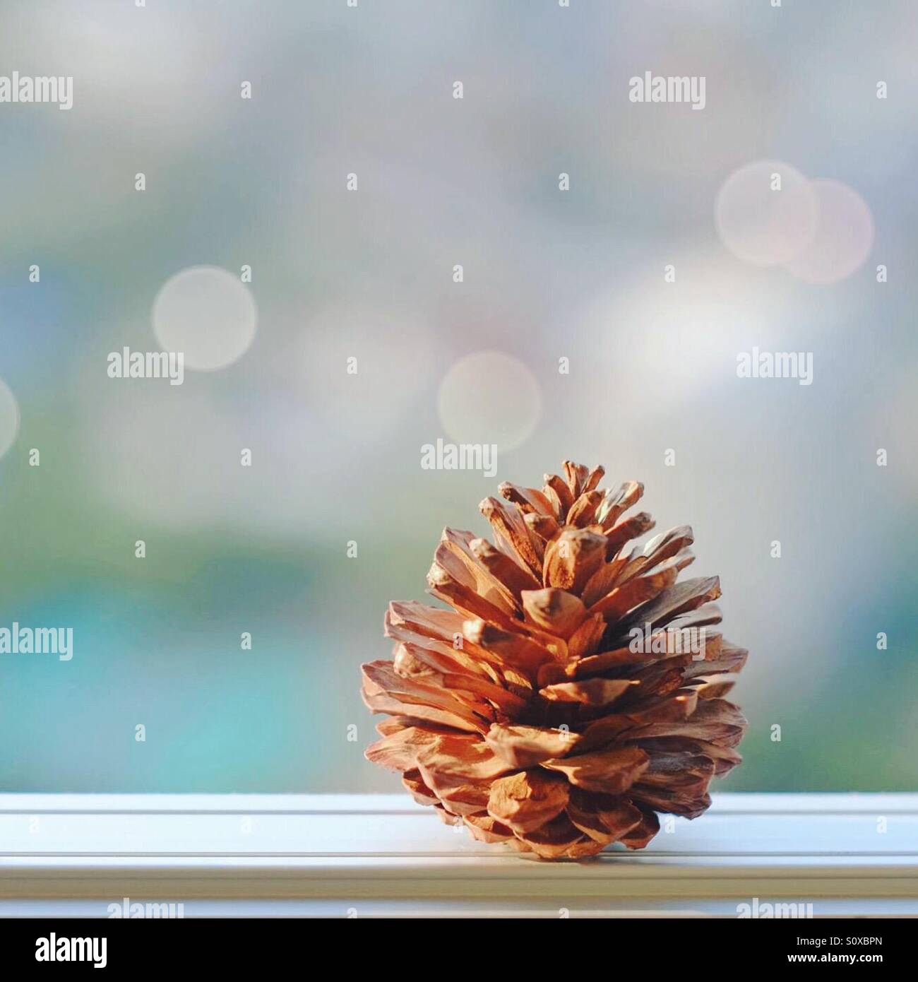 Pine cone on the window Stock Photo - Alamy