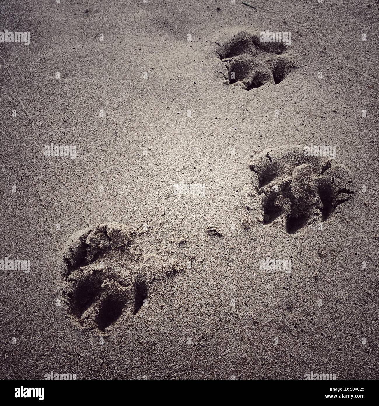 Dog paw prints in sand hi-res stock photography and images - Alamy