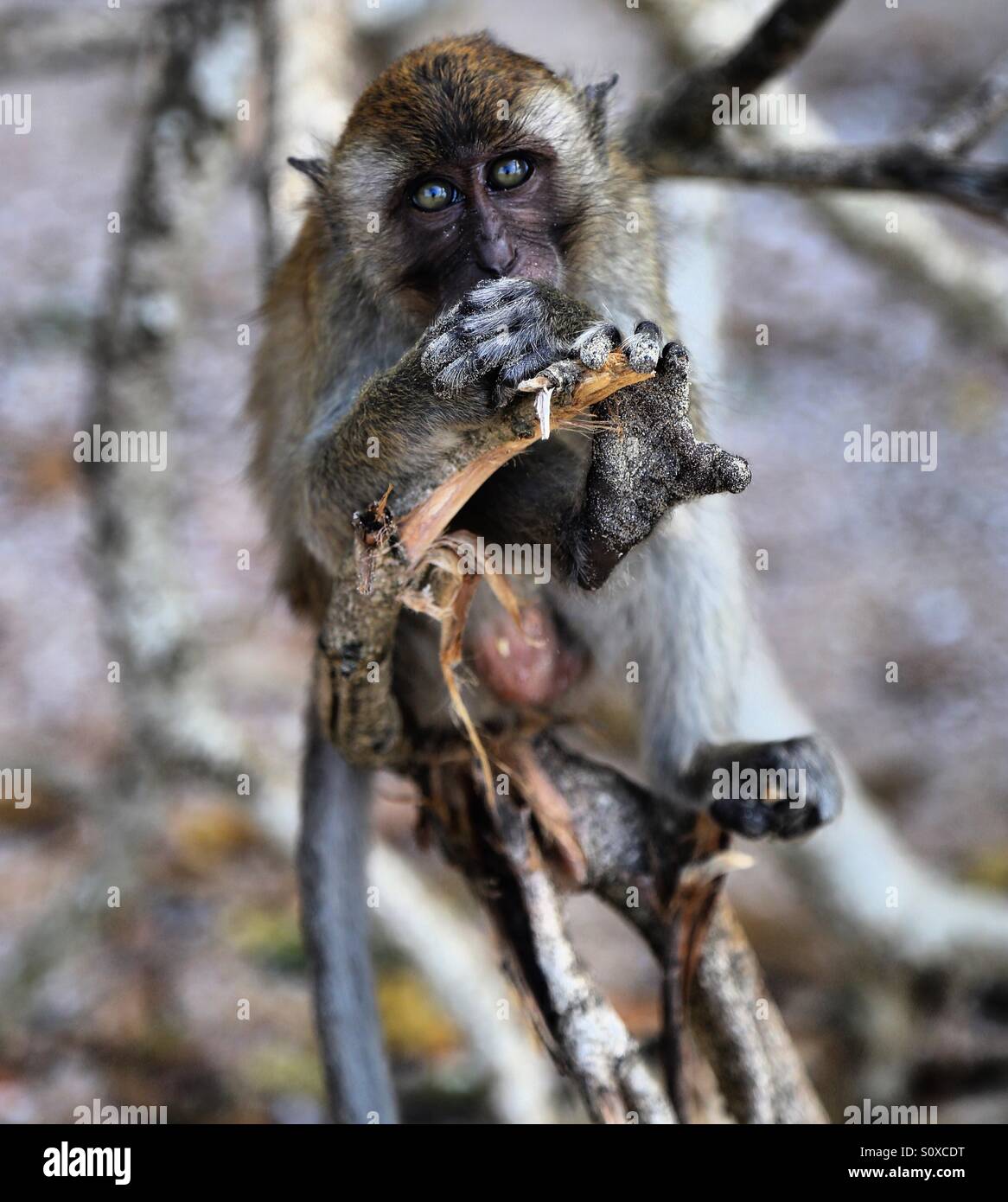 Monkey beach hi-res stock photography and images - Alamy
