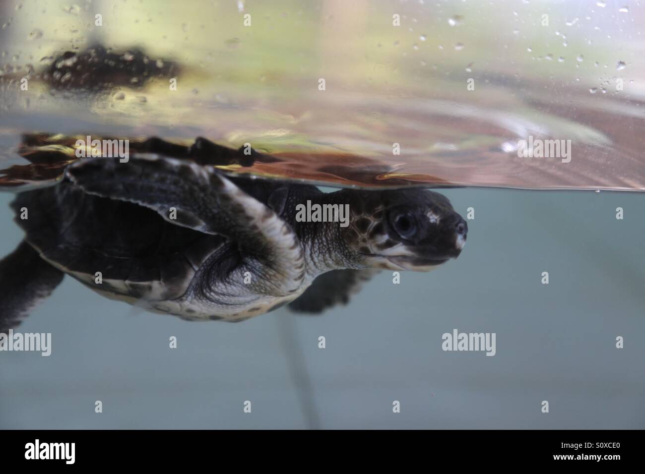 Indonesia animal hi-res stock photography and images - Alamy