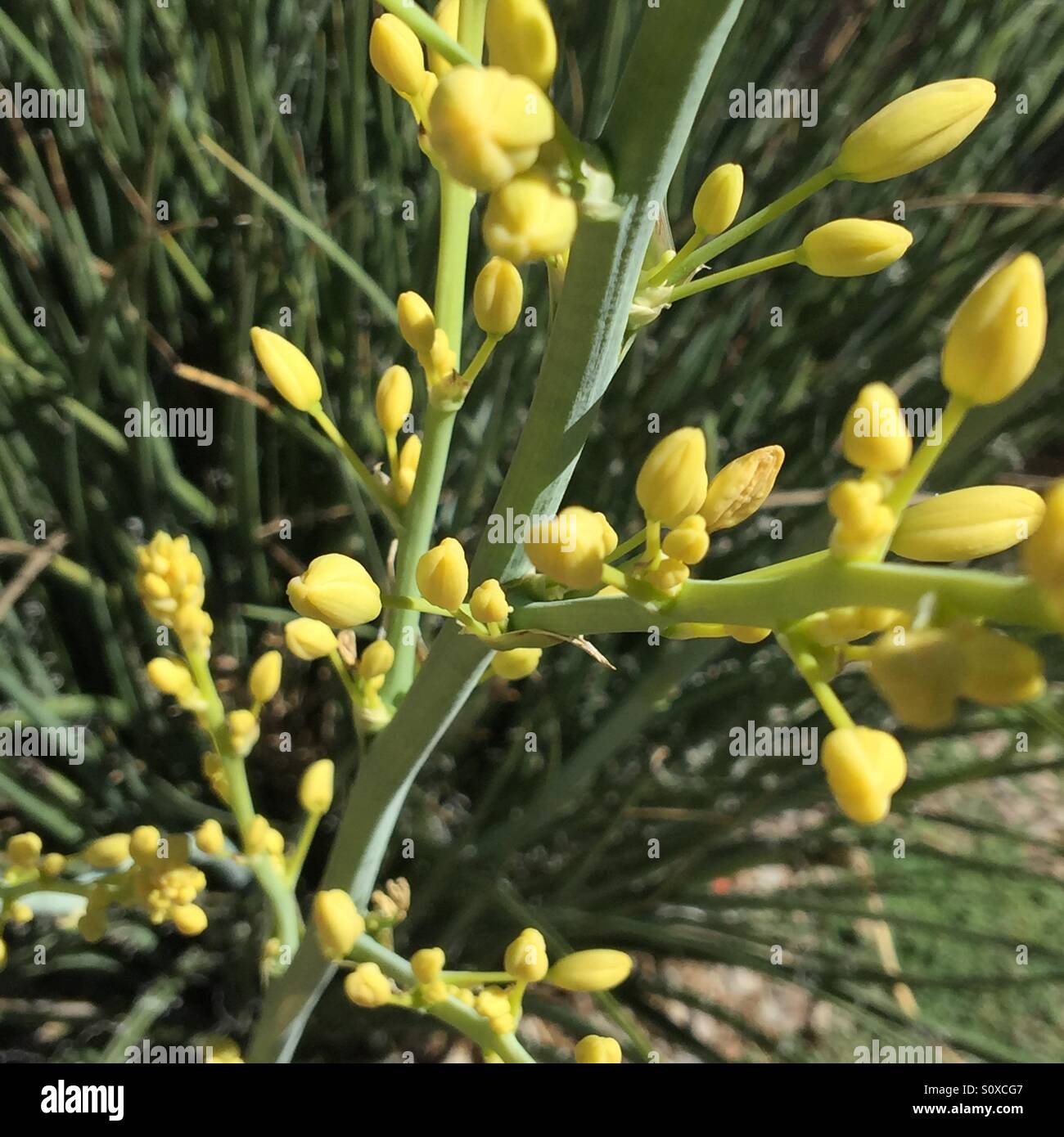 Yellow desert plants hi-res stock photography and images - Alamy