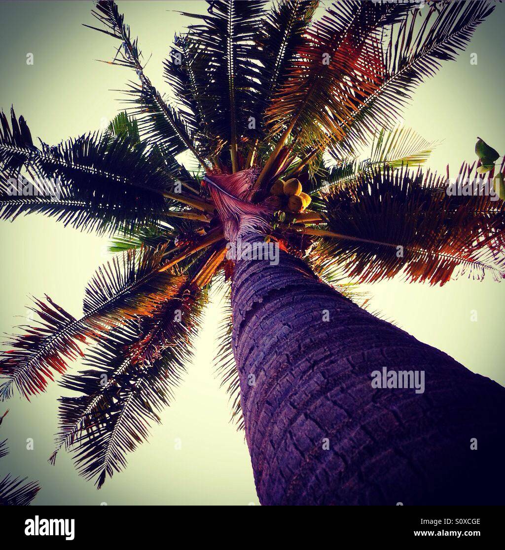 Coconut tree from underneath Stock Photo - Alamy