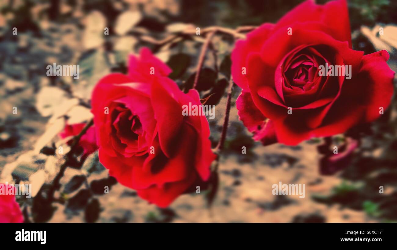 Two full roses hi-res stock photography and images - Alamy