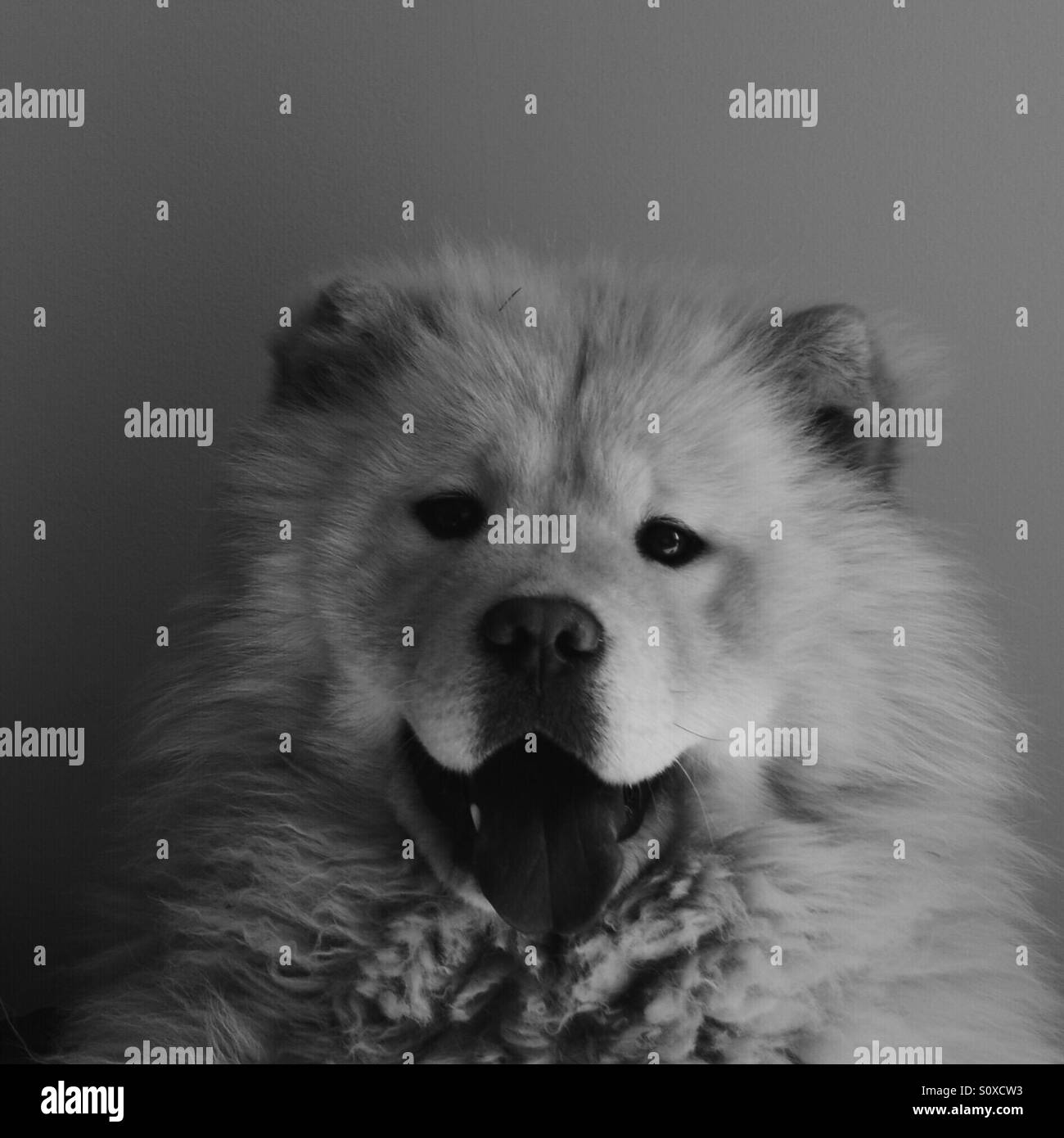 Dawg Black and White Stock Photos & Images - Alamy