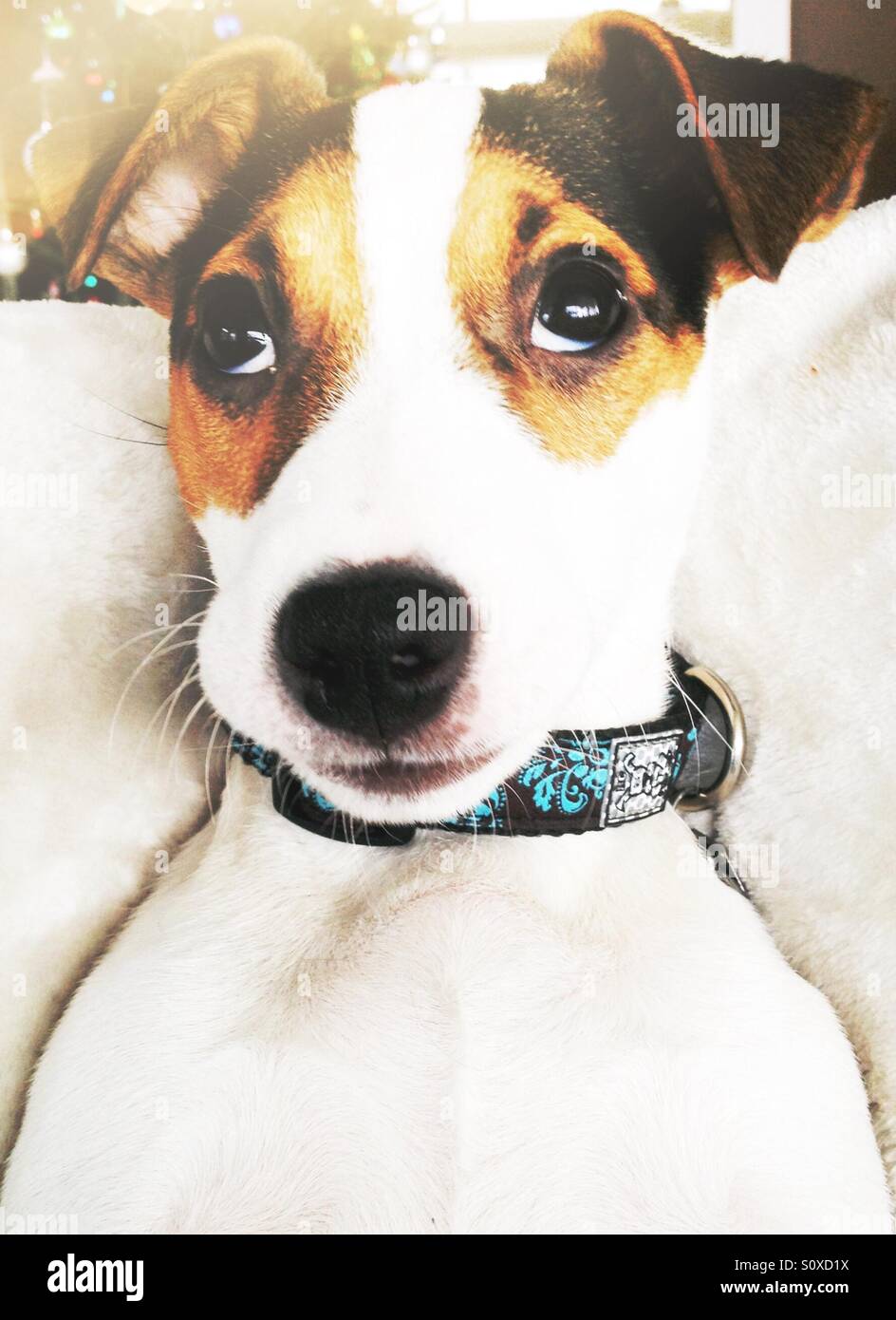 Puppy dog eye roll Stock Photo - Alamy