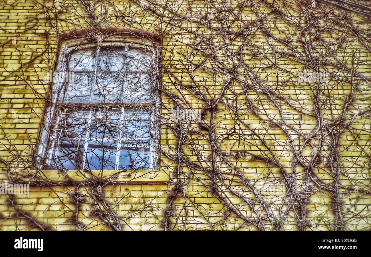 Vines growing over building hi-res stock photography and images - Alamy