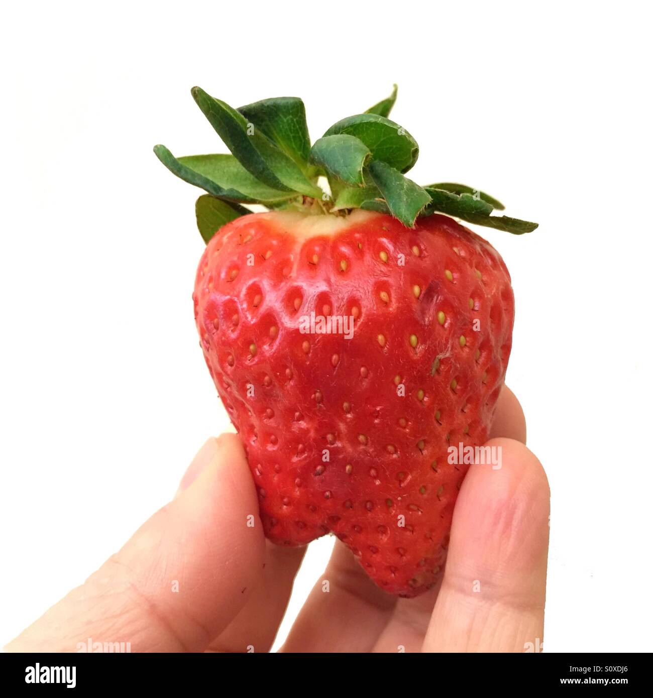 A cutout image of a hand holding a large oddly shaped strawberry on a ...