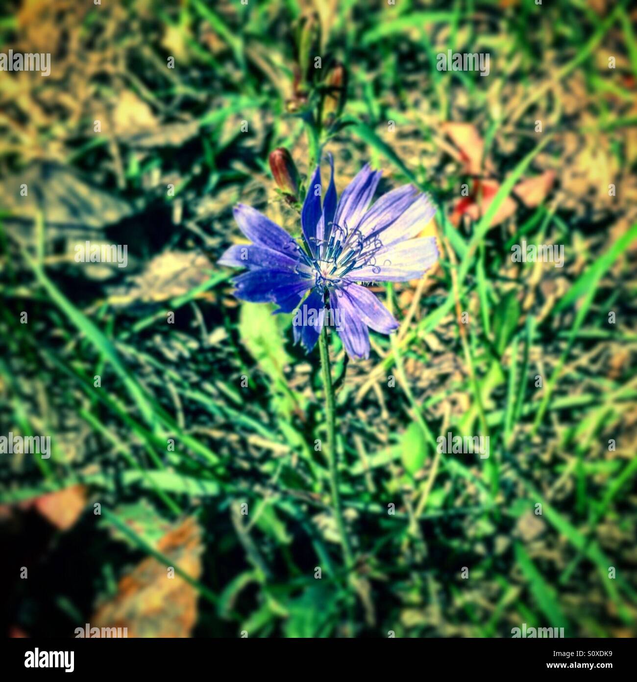 Single violet in the grass Stock Photo - Alamy