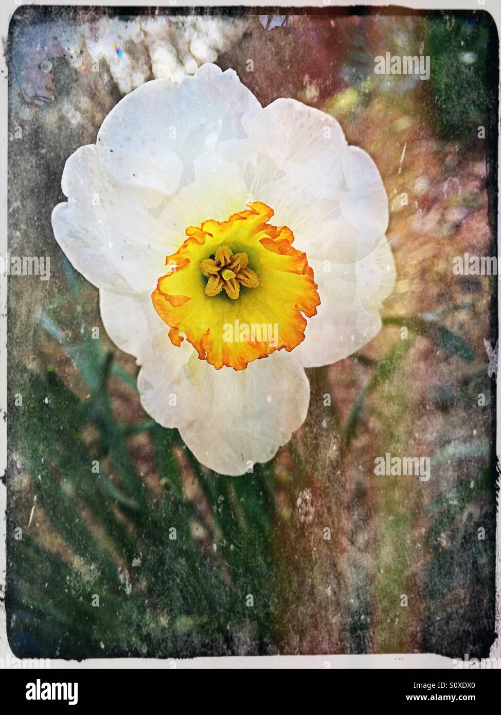 Narcissus tazzeta flower Stock Photo - Alamy