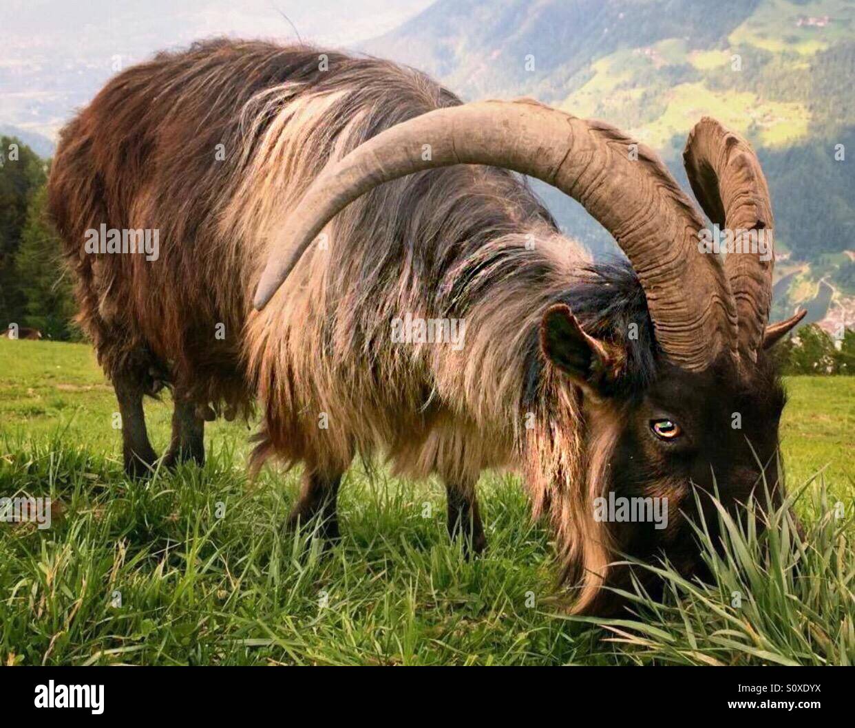 Fine goat hi-res stock photography and images - Alamy