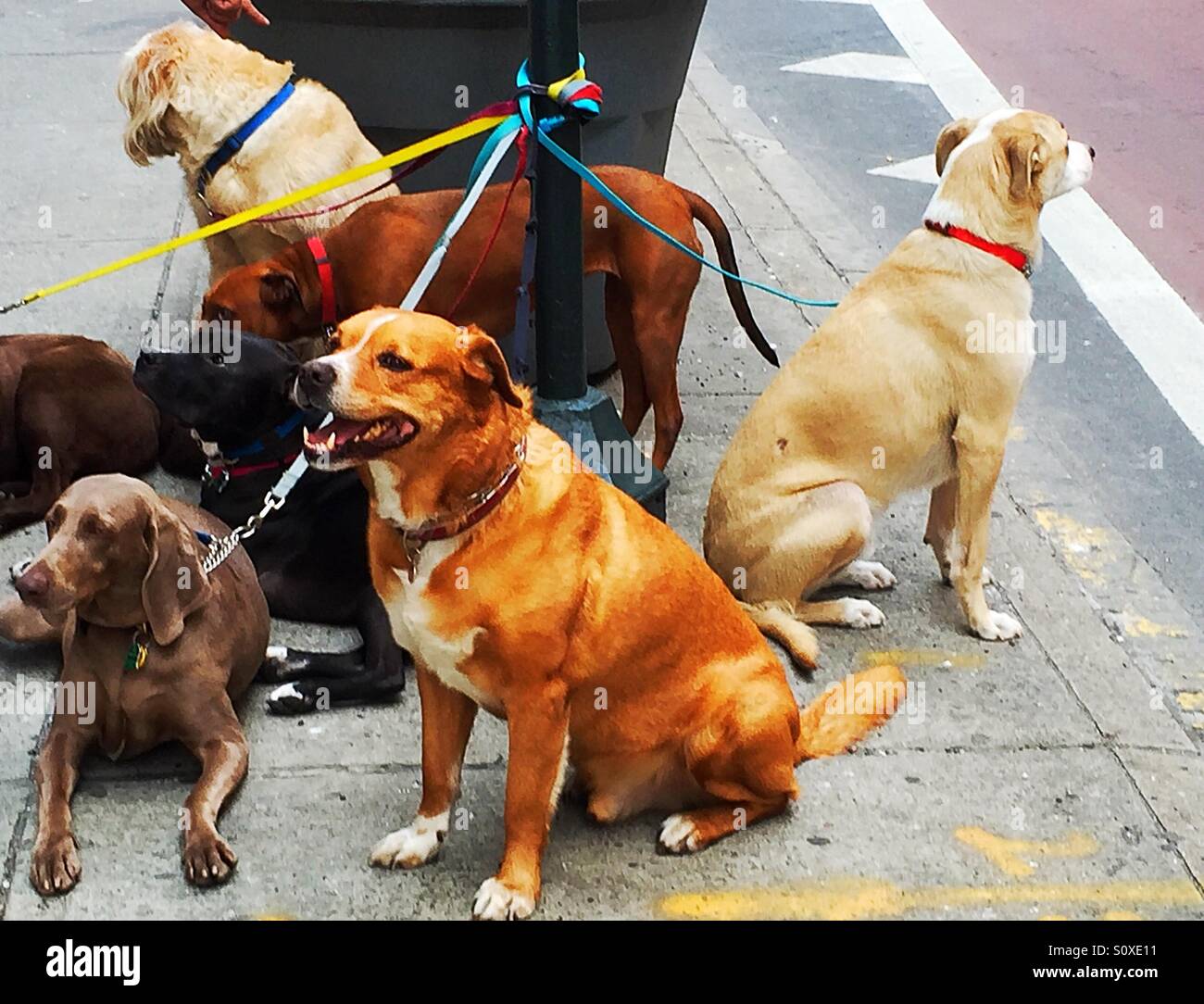 Multiple dog breeds hi-res stock photography and images - Alamy