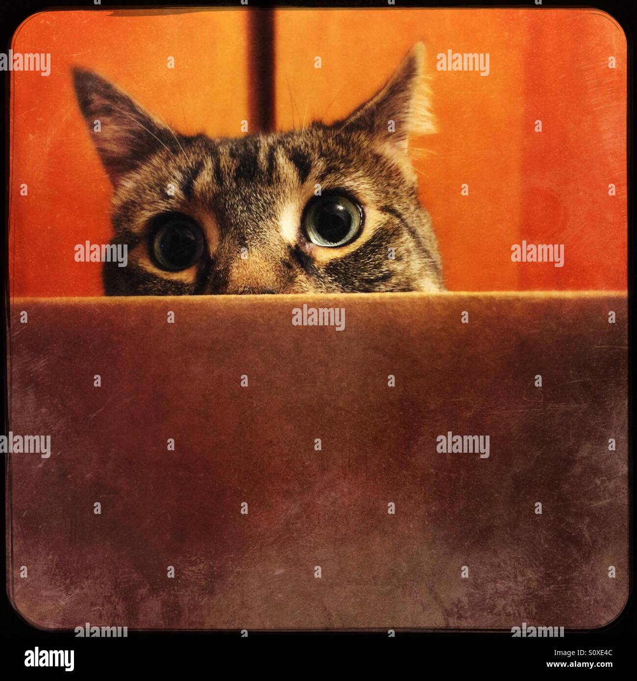 Cat peeking hi-res stock photography and images - Alamy