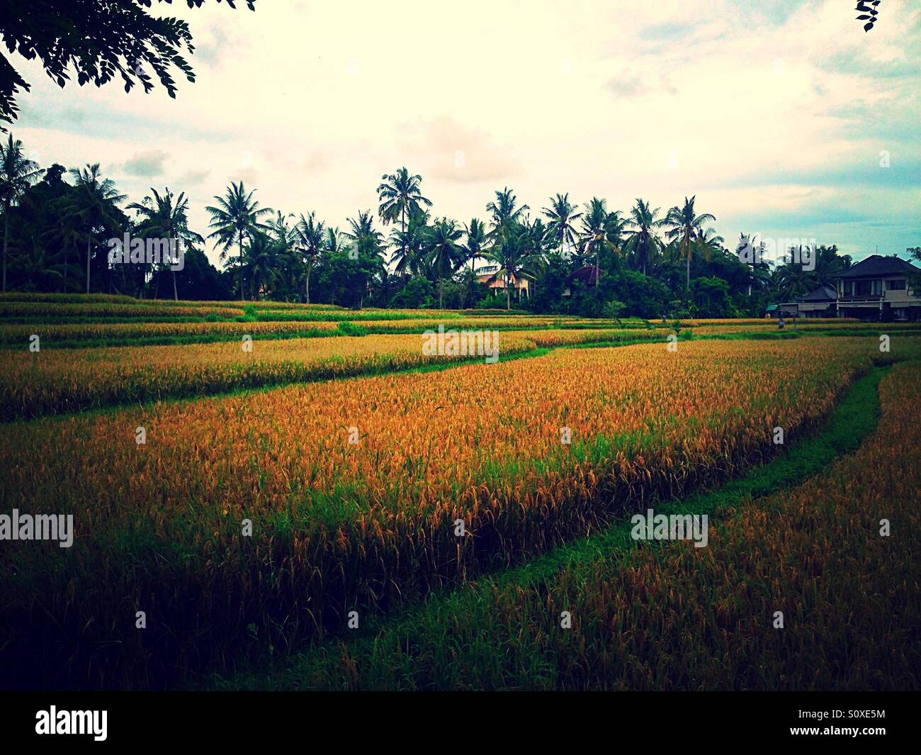 Paddie field hi-res stock photography and images - Alamy