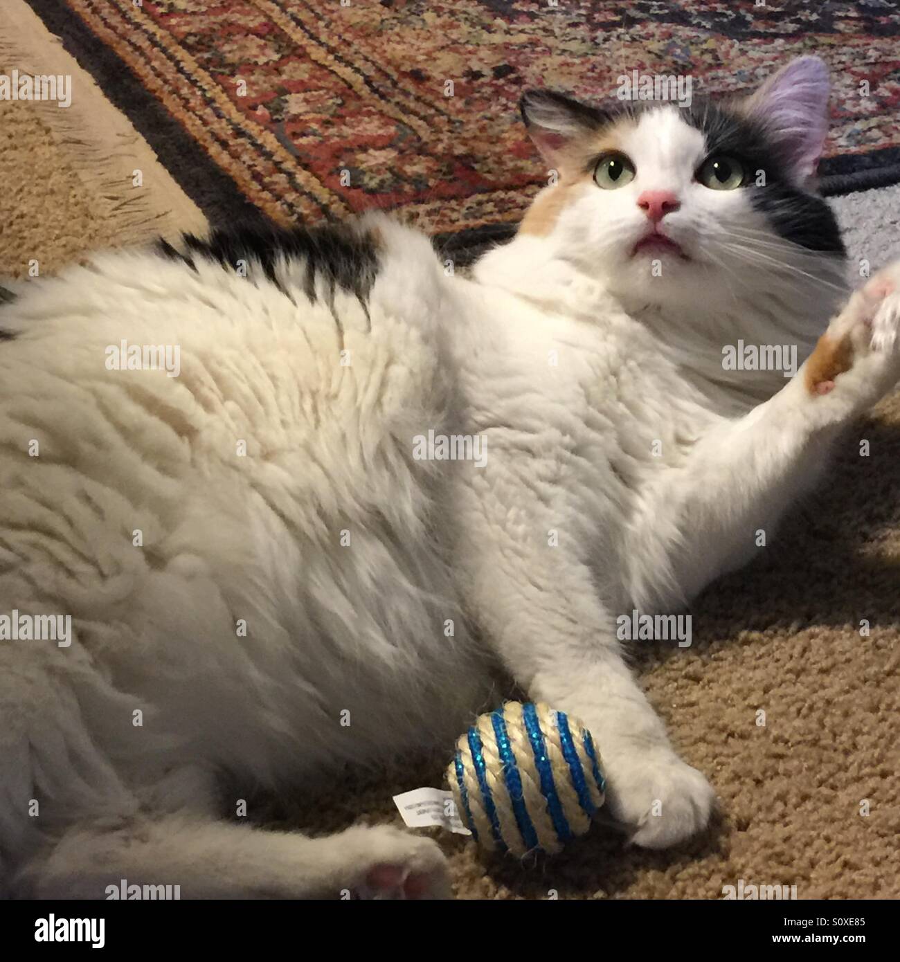 Buttercup cat hi-res stock photography and images - Alamy