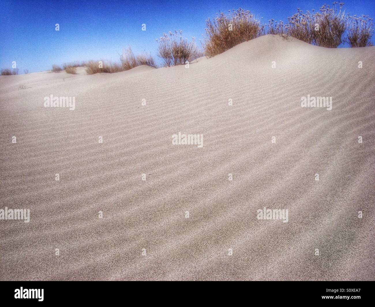 Vegetated dune hi-res stock photography and images - Alamy